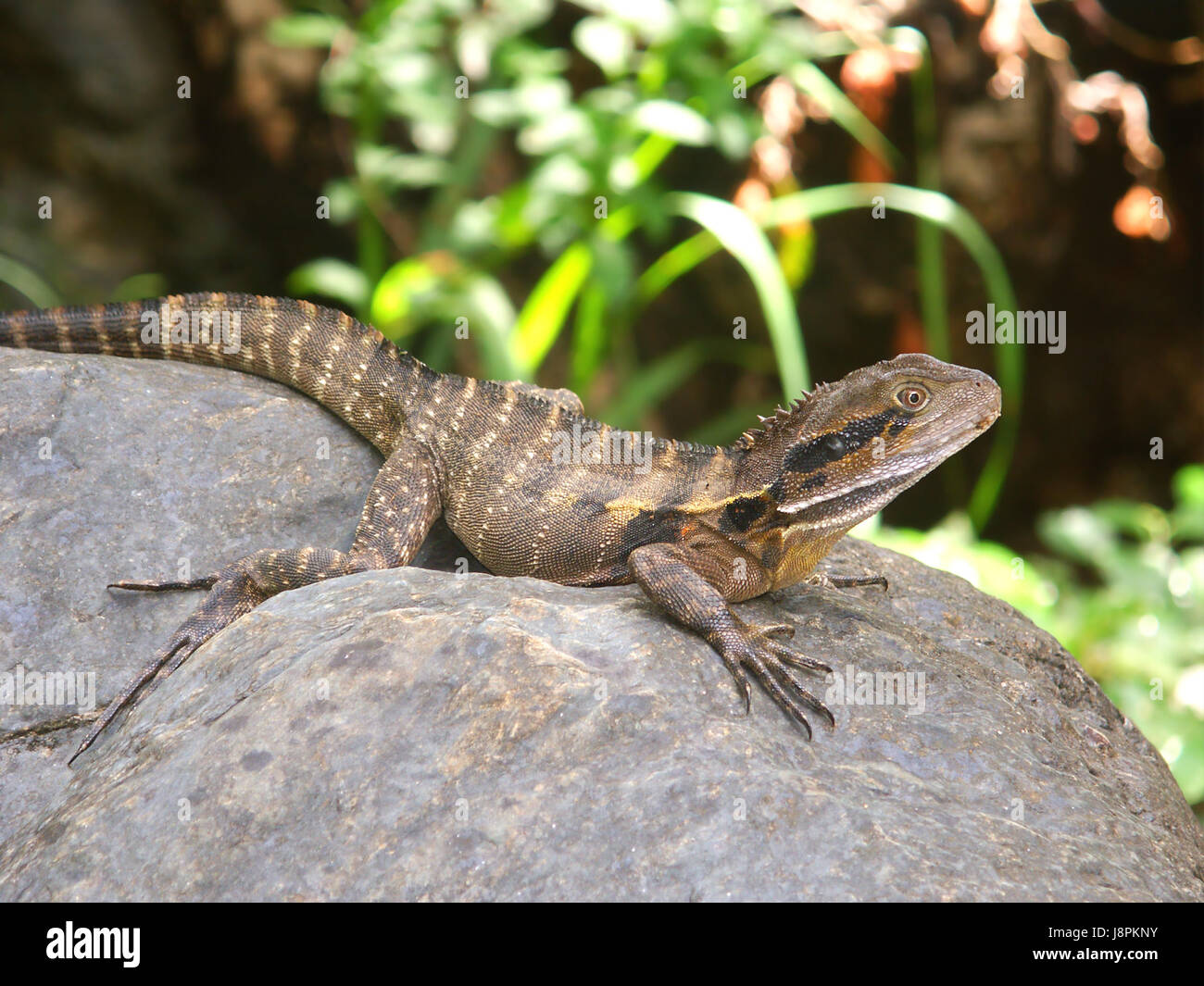 lizard, australia, australian, environment, enviroment, park, animal ...
