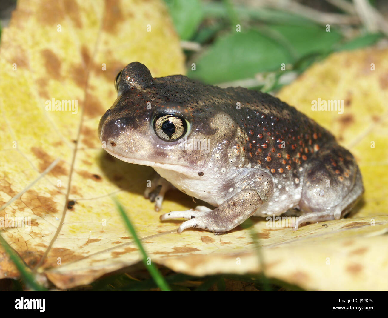 Spade foot toad hi-res stock photography and images - Alamy