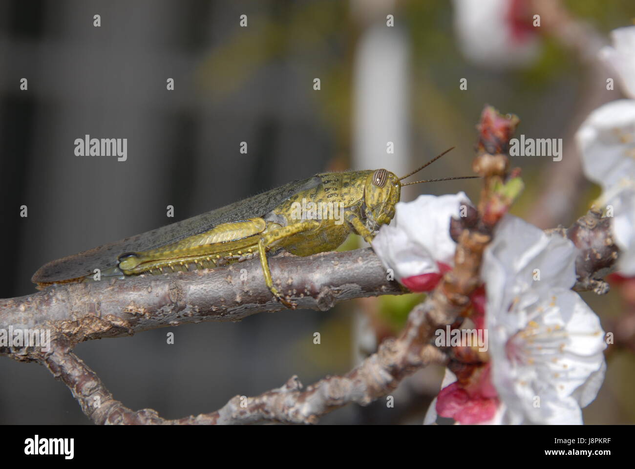 tree, grasshopper, blue, tree, spain, branch, grasshopper, locusts ...
