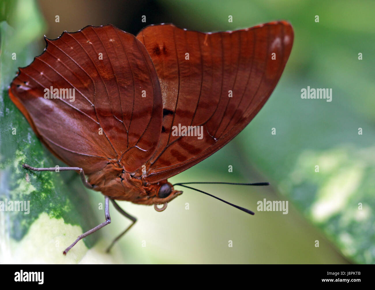 Puce hi-res stock photography and images - Alamy