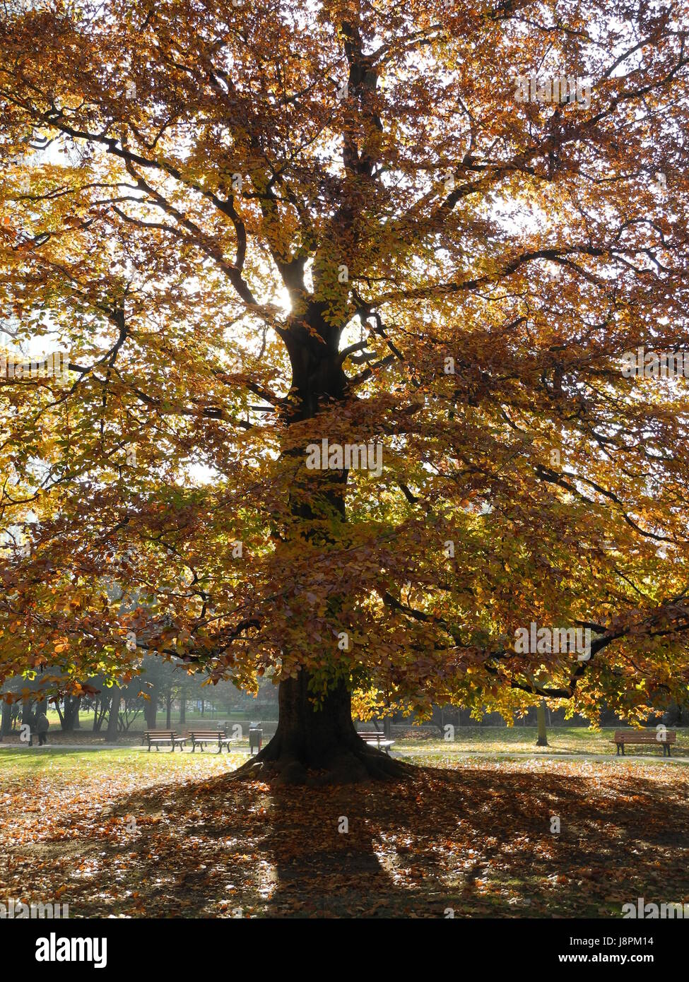 tree, trees, autumnal, autumn colours, beech, forest, fall, autumn ...