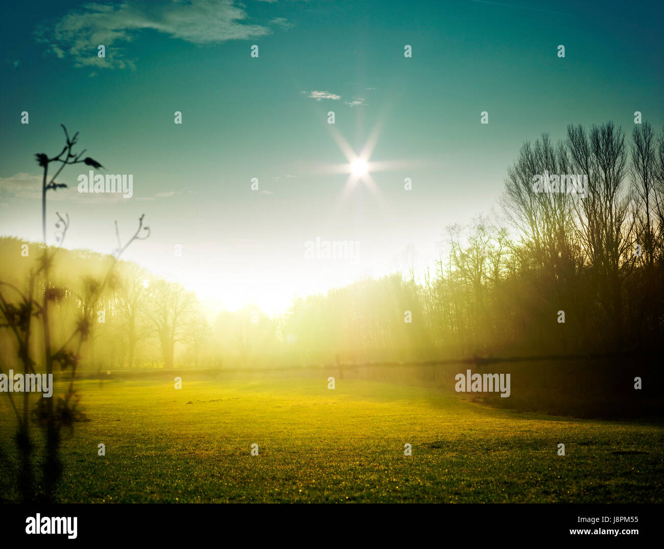 tree, field, sunrise, landscape, scenery, countryside, nature, backdrop ...