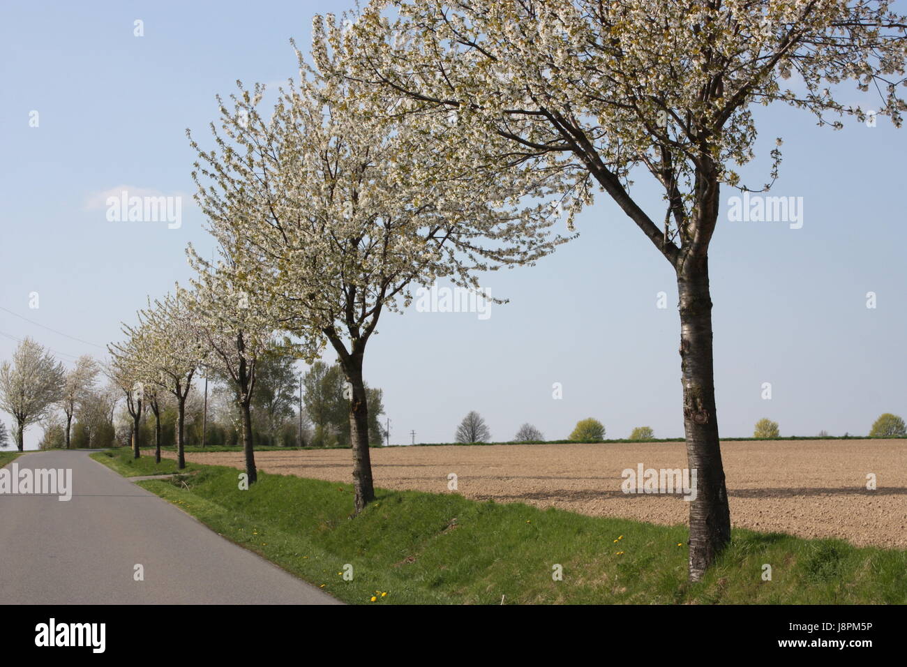 tree, trees, bloom, blossom, flourish, flourishing, spring, blue, tree ...