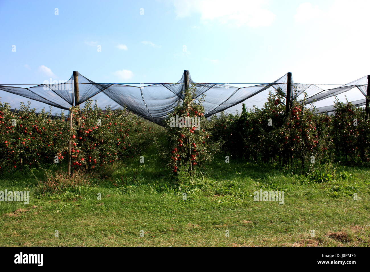 apple tree, plantation, tree, trees, green, agriculture, farming, apple ...