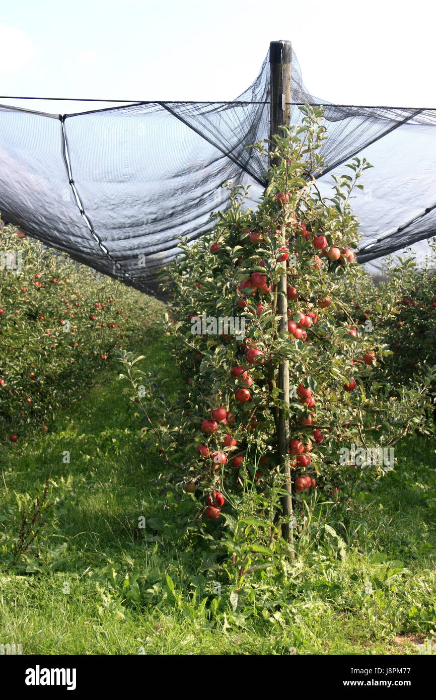 apple tree, plantation, tree, trees, green, agriculture, farming, apple ...
