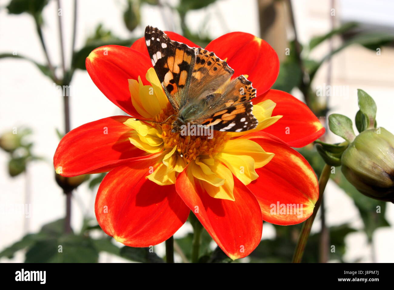 insect, flower, plant, bloom, blossom, flourish, flourishing, butterfly ...