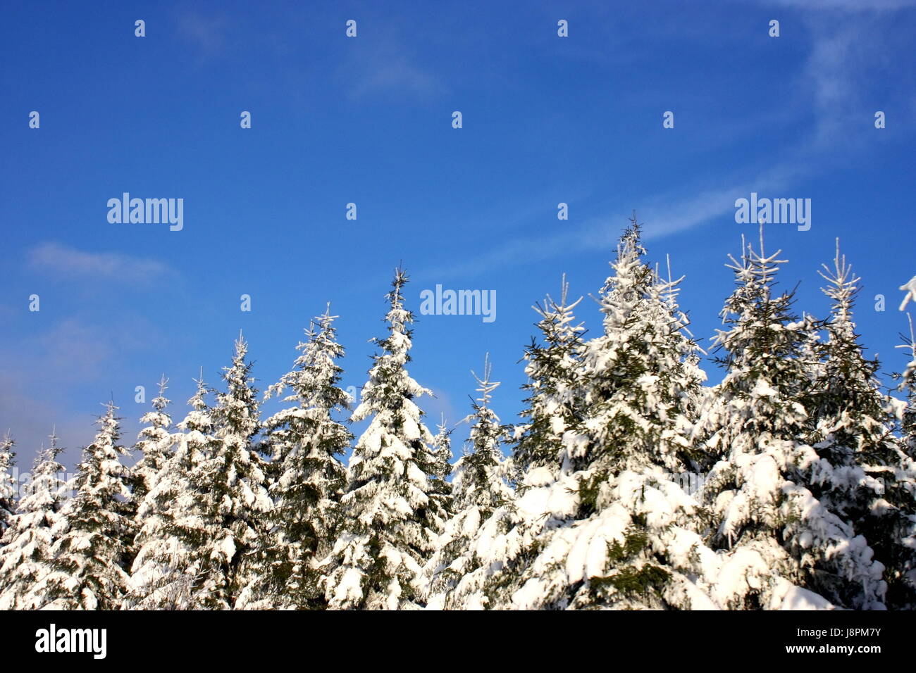 green, snow, forest, blue, tree, trees, green, blank, european ...