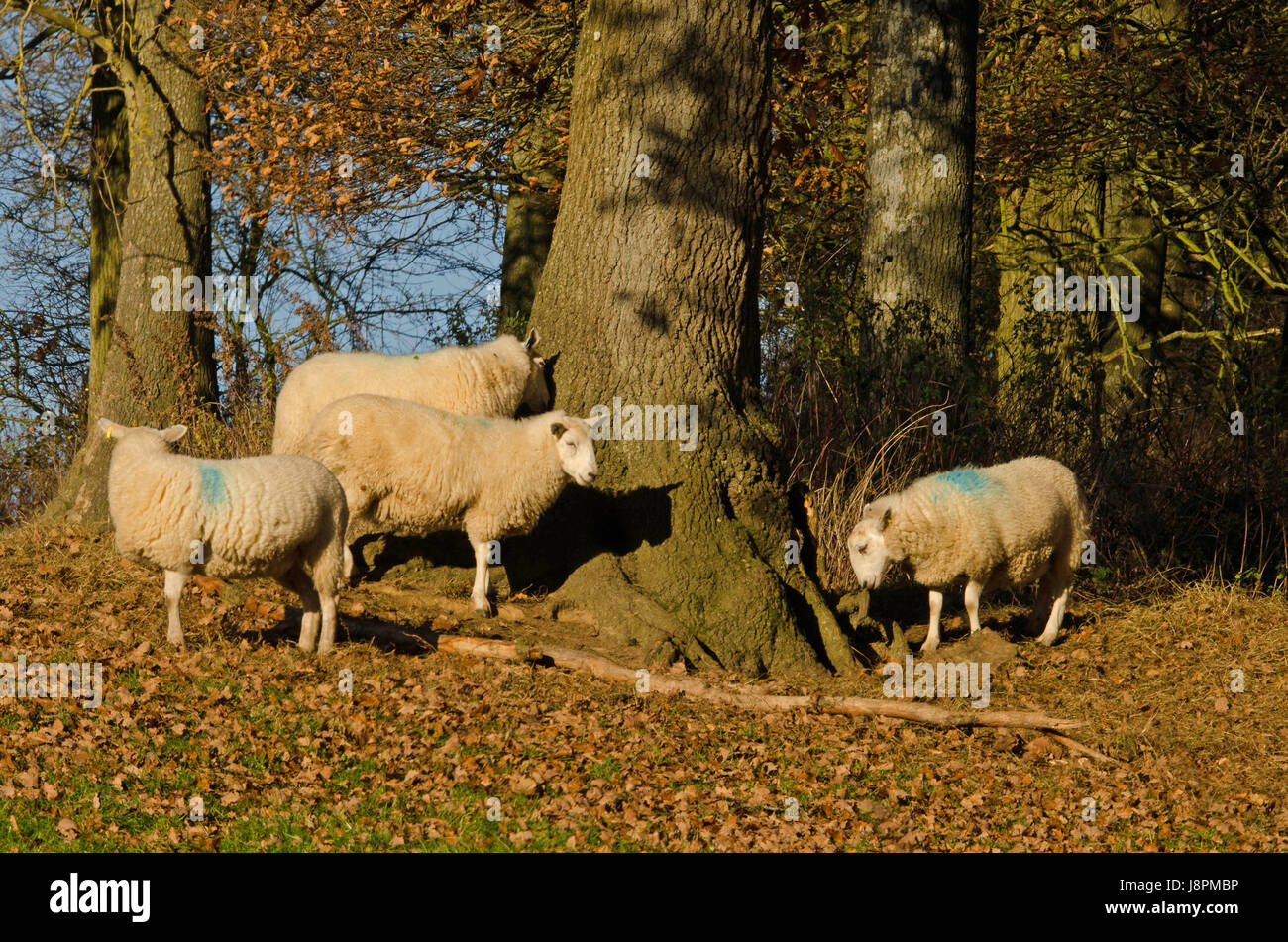 Small flock of white faced sheep foraging beneath Oak trees Stock Photo ...