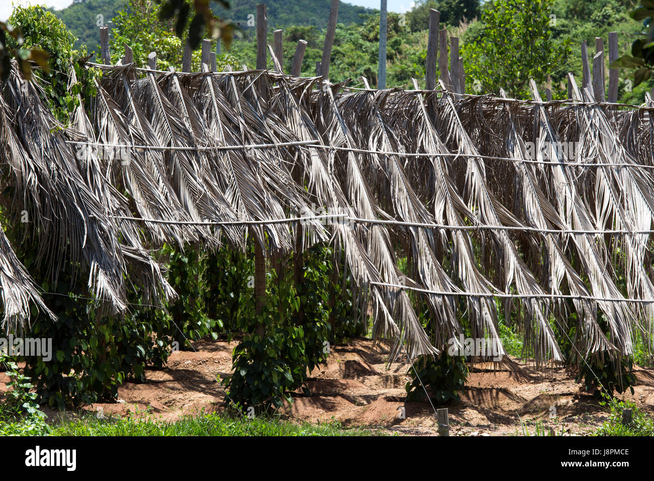Pepper plantation in Kampot, Cambodia Stock Photo - Alamy
