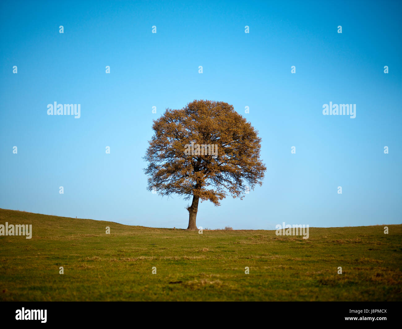 tree, backgrounds, landscape, scenery, countryside, nature, shine ...