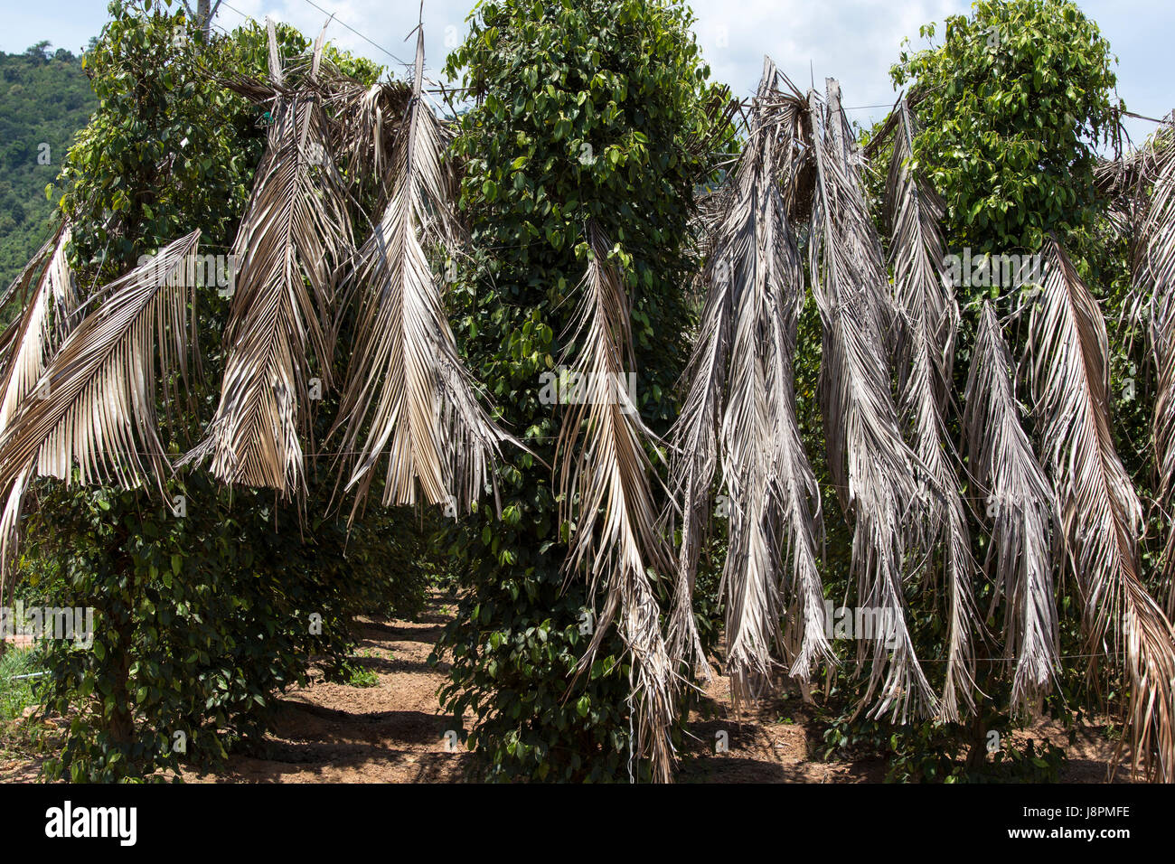 Pepper plantation in Kampot, Cambodia Stock Photo - Alamy
