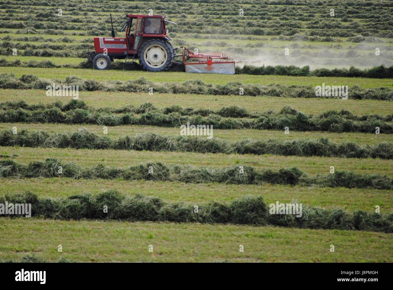 culture, green, agriculture, farming, cow, feed, tractor, hay ...