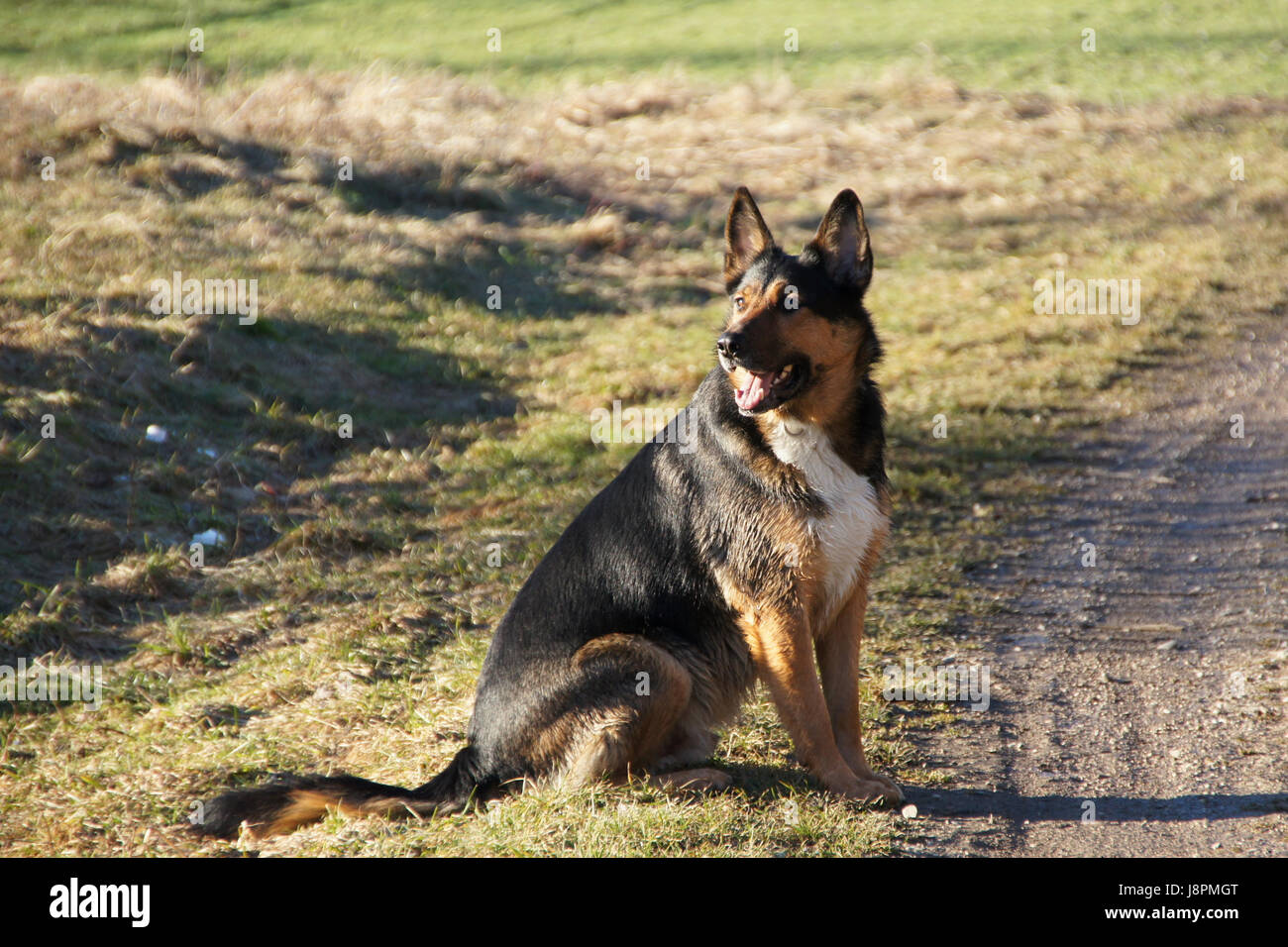 german shepherd outdoor Stock Photo - Alamy