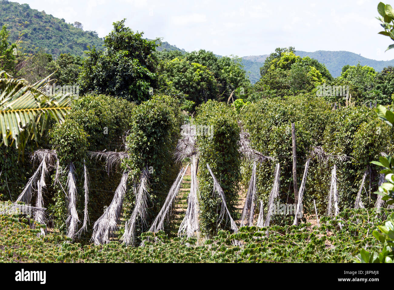 Pepper plantation in Kampot, Cambodia Stock Photo - Alamy