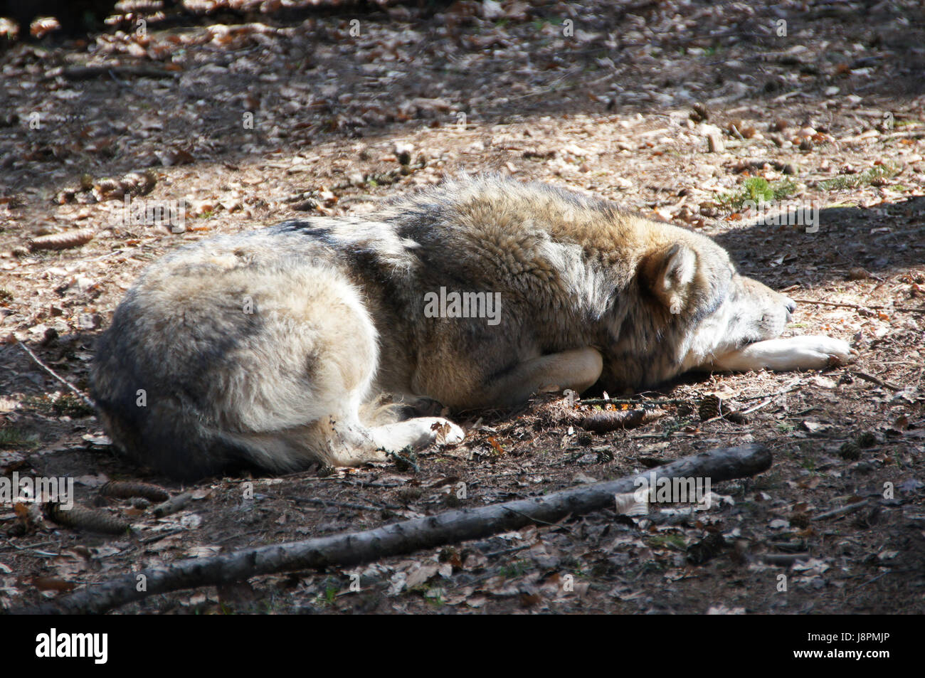 relaxed, lie, lying, lies, spring, quiet, wolf, wolves, forest, nature ...