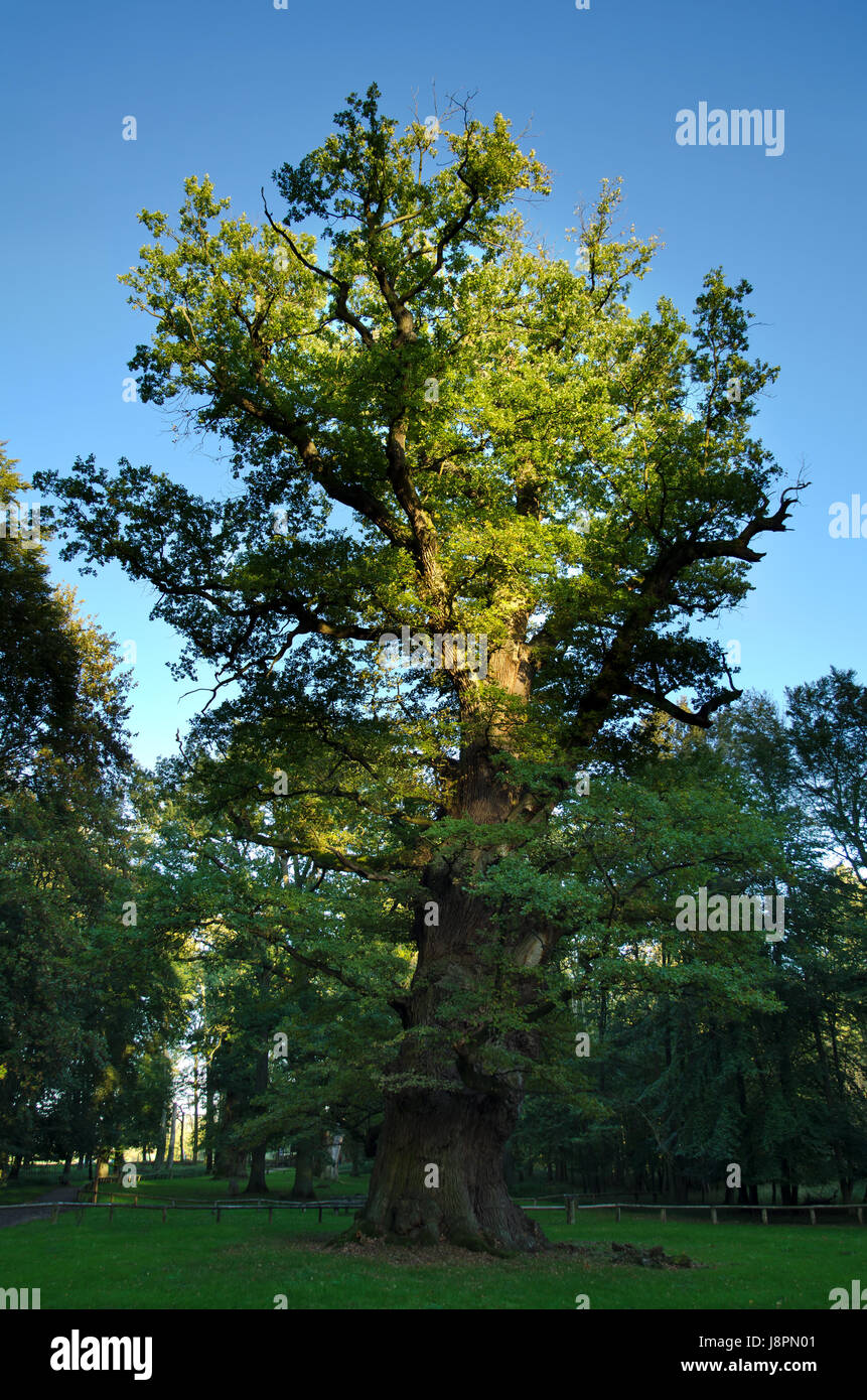 Historical oak tree hi-res stock photography and images - Alamy