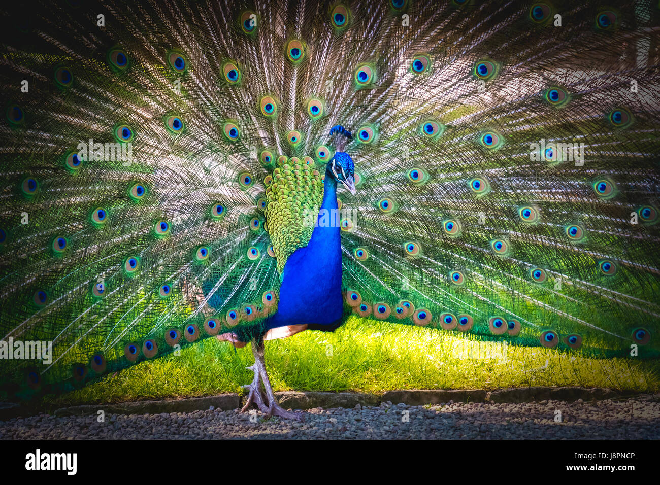 Peacock blue texture hi-res stock photography and images - Alamy