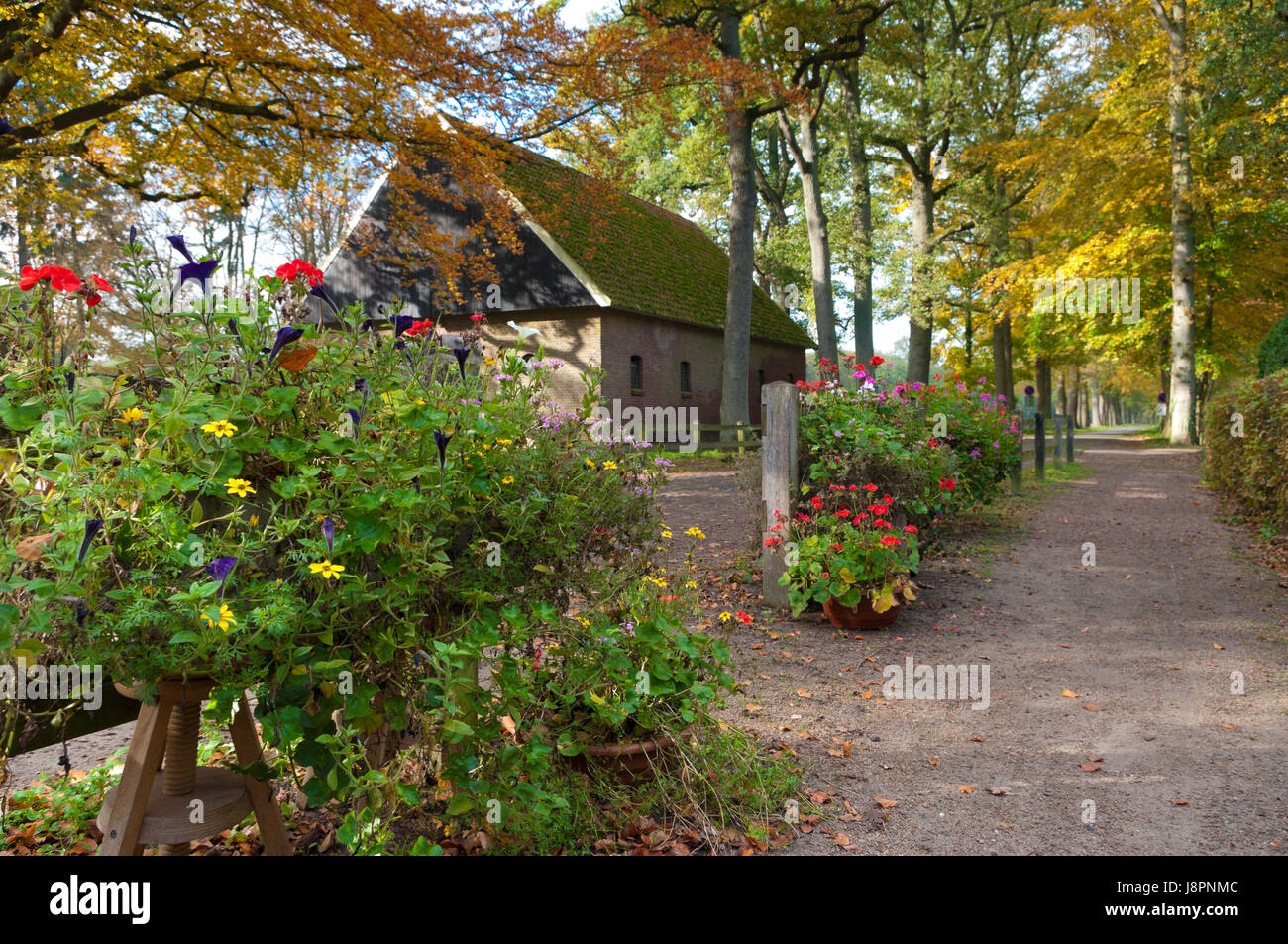 flower, plant, blooming, planter, geranium, geraniums, fall, autumn ...