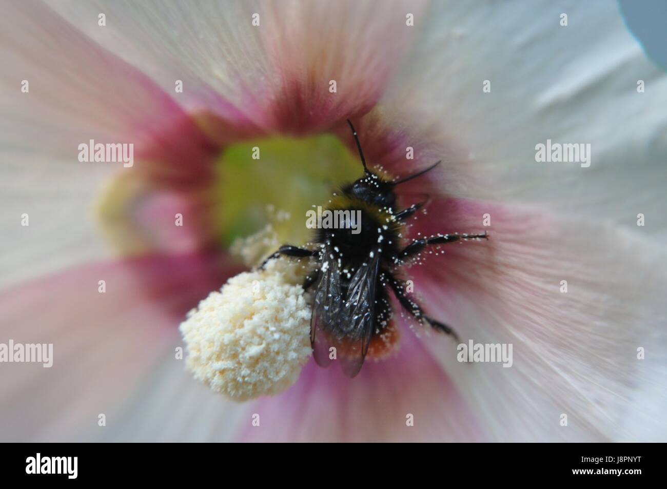 insect, flower, plant, bumblebee, mallow, macro, close-up, macro ...
