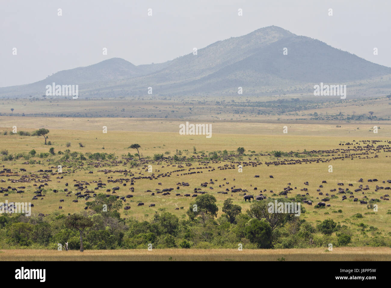 elephant, safari, game reserve, buffalo, meadow, grass, lawn, green ...