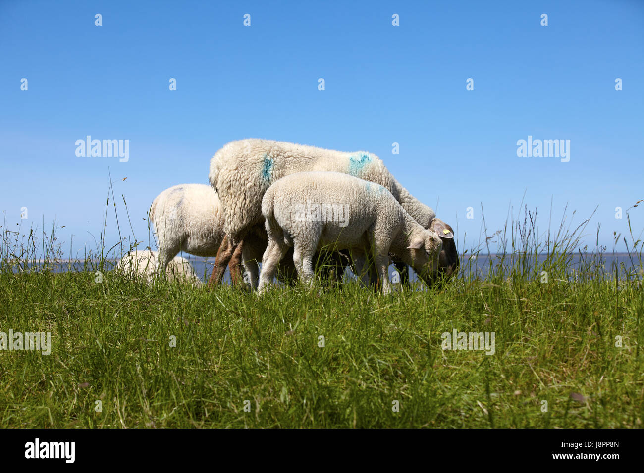 green, sheep farming, wool, dike, sheep (pl.), graze, lamb, willow ...