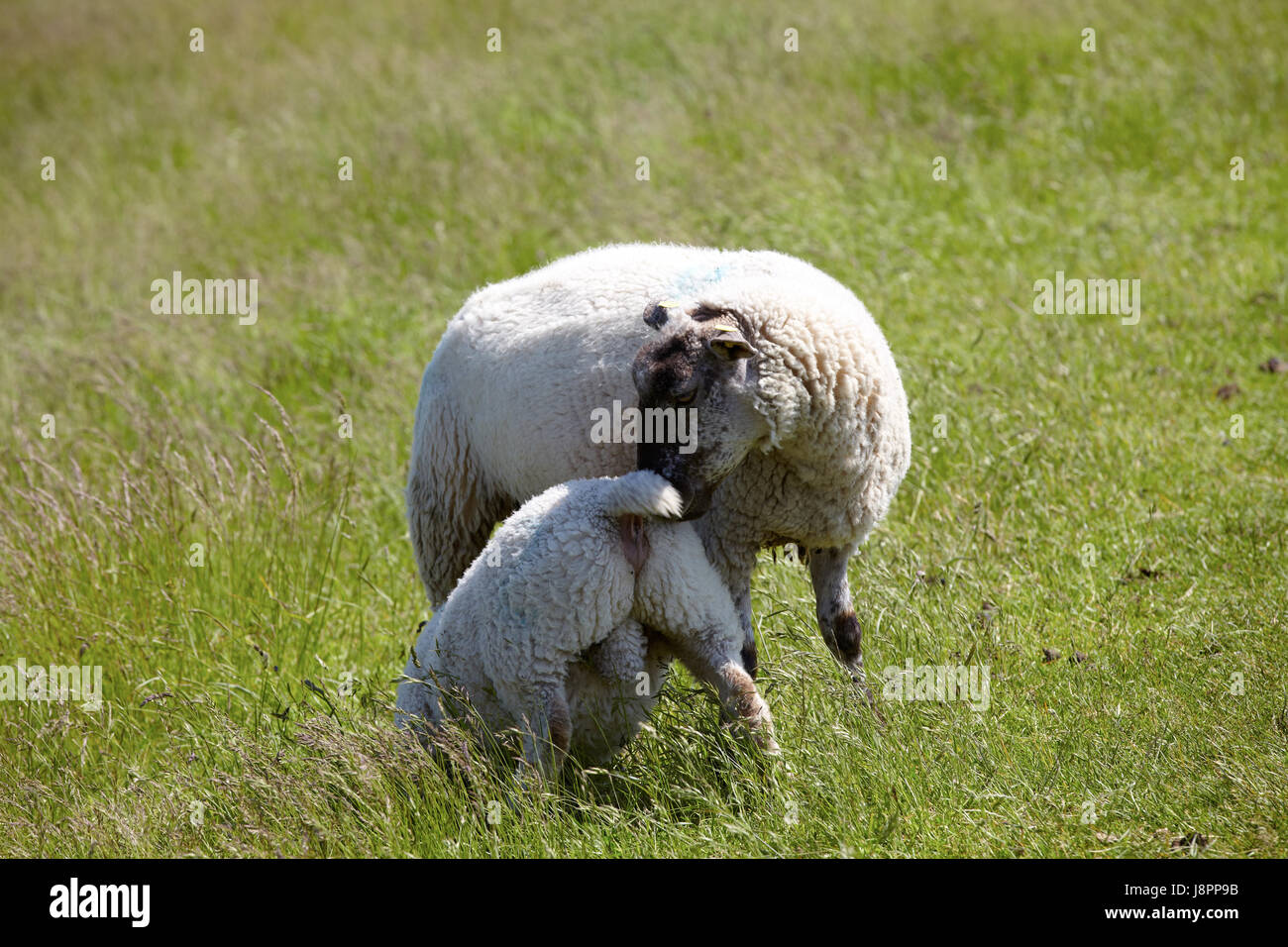 Suckled hi-res stock photography and images - Alamy