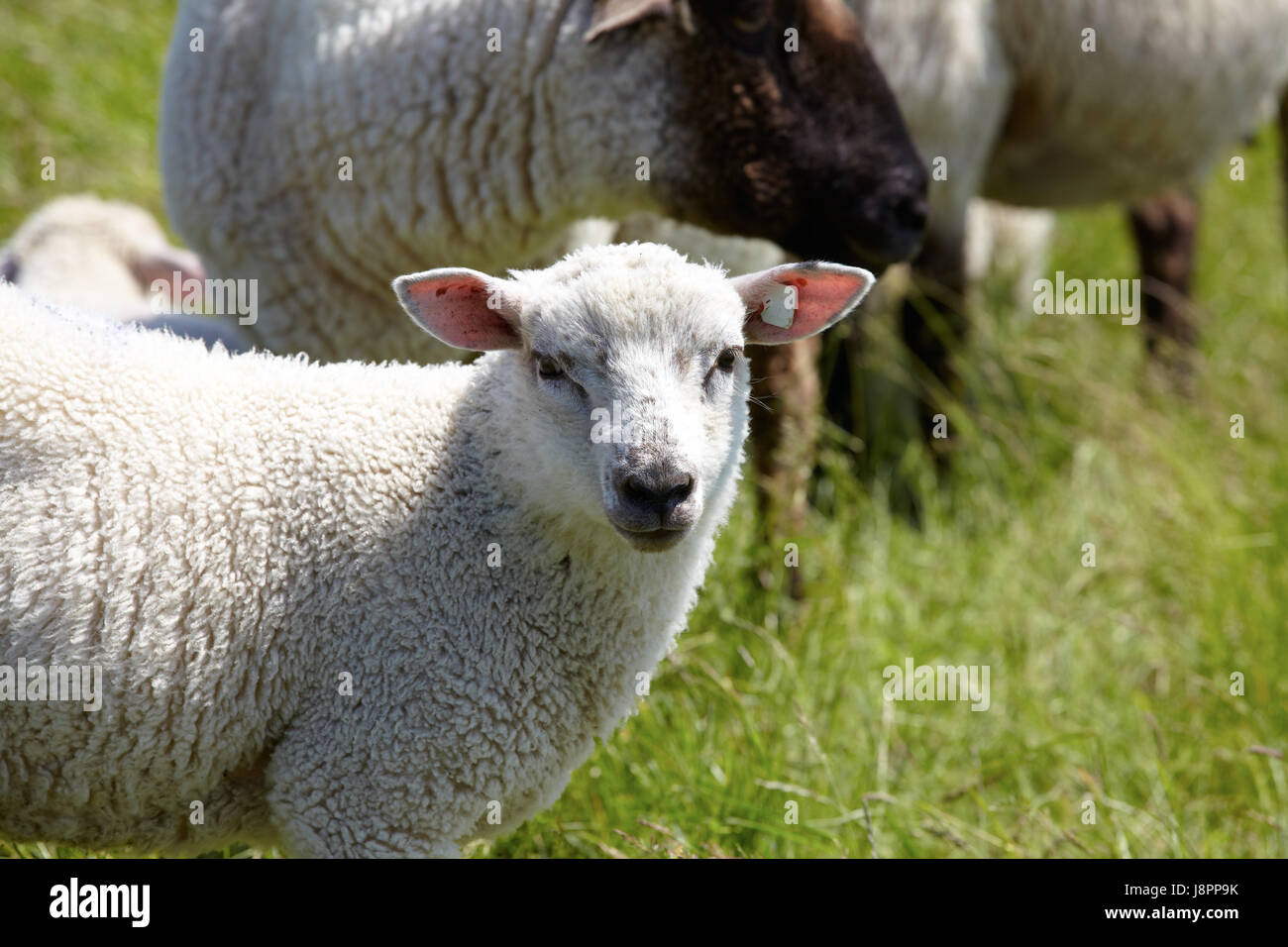 green, sheep, sheep farming, wool, young animal, lamb, nature, willow ...