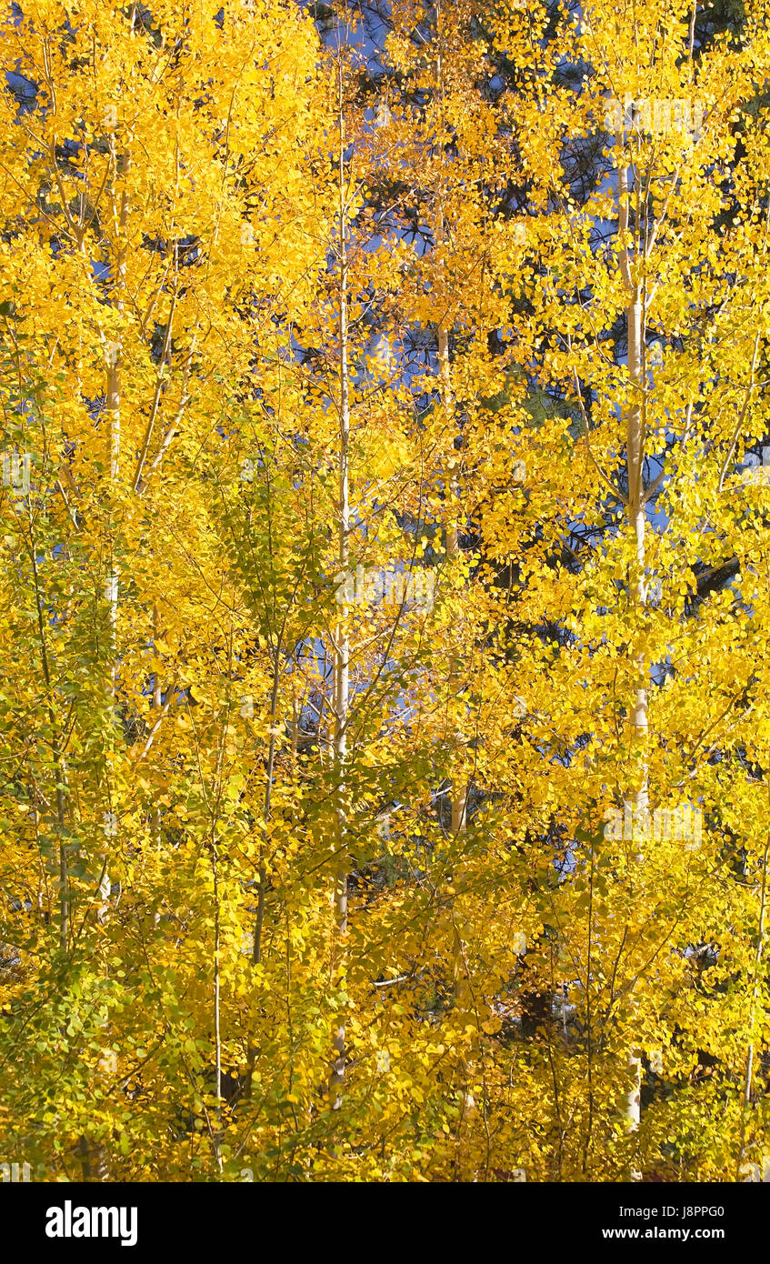 leaves, colorful, foliage, fall, autumn, leaf, colour, tree, trees ...