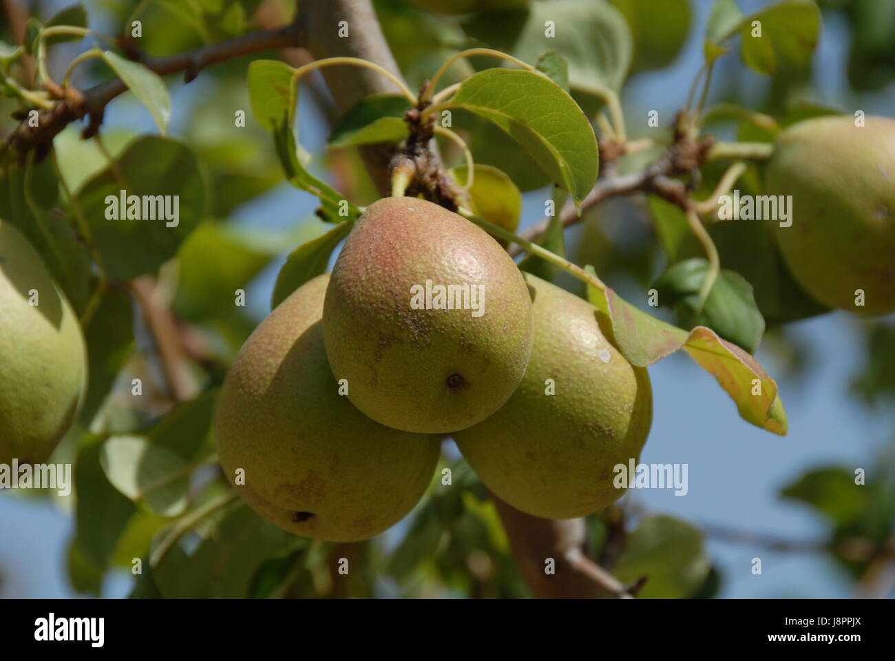 garden, fruit, pear, bulb, gardens, health, vitamins, vitamines, spain ...
