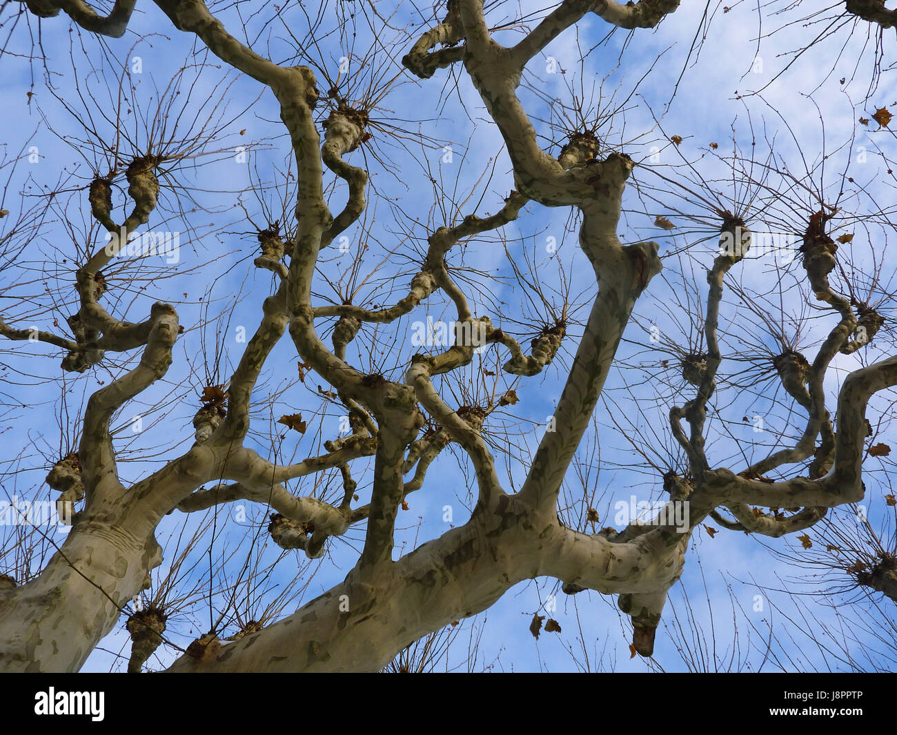 blue, tree, branches, sycamore, leafless, head of a tree, firmament ...