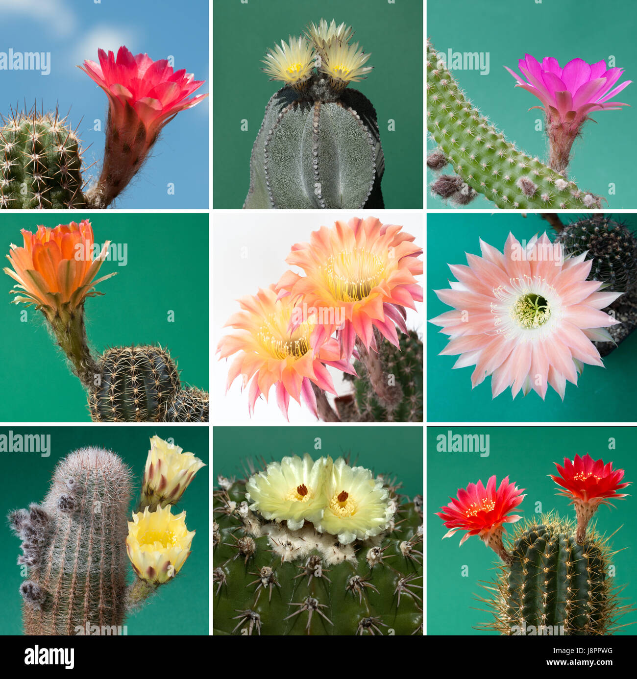 blossoms, cacti, cactus, collage, collection, bleed, mosaics, mosaic ...
