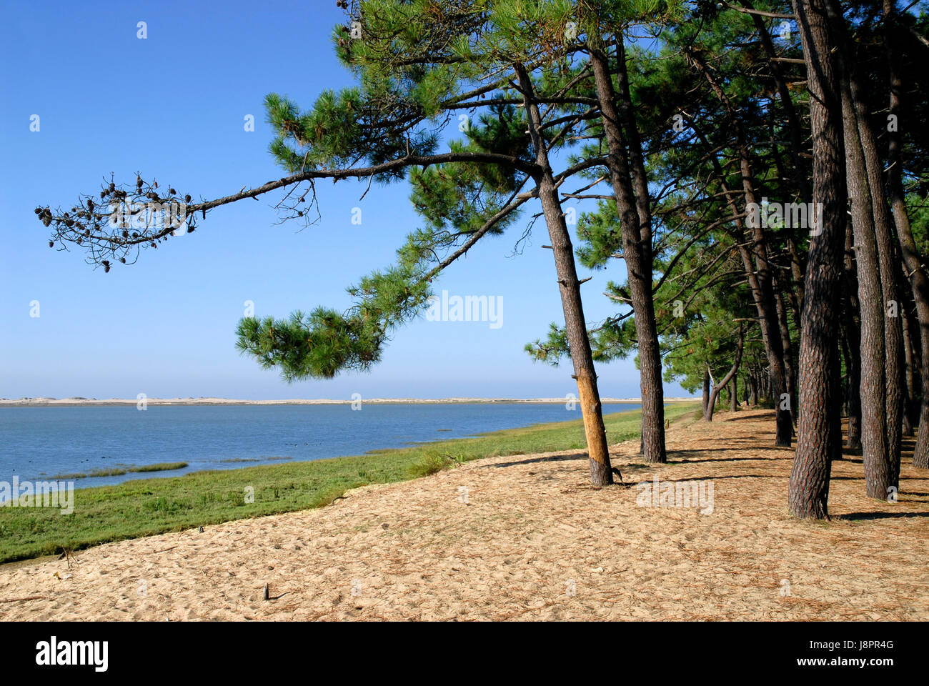 tree, pine, beach, seaside, the beach, seashore, france, conifer, sands ...