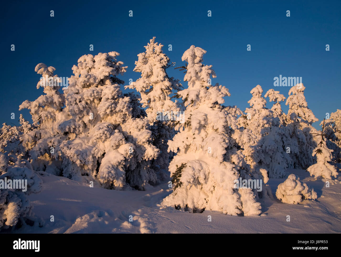 blue, shine, shines, bright, lucent, light, serene, luminous, tree ...