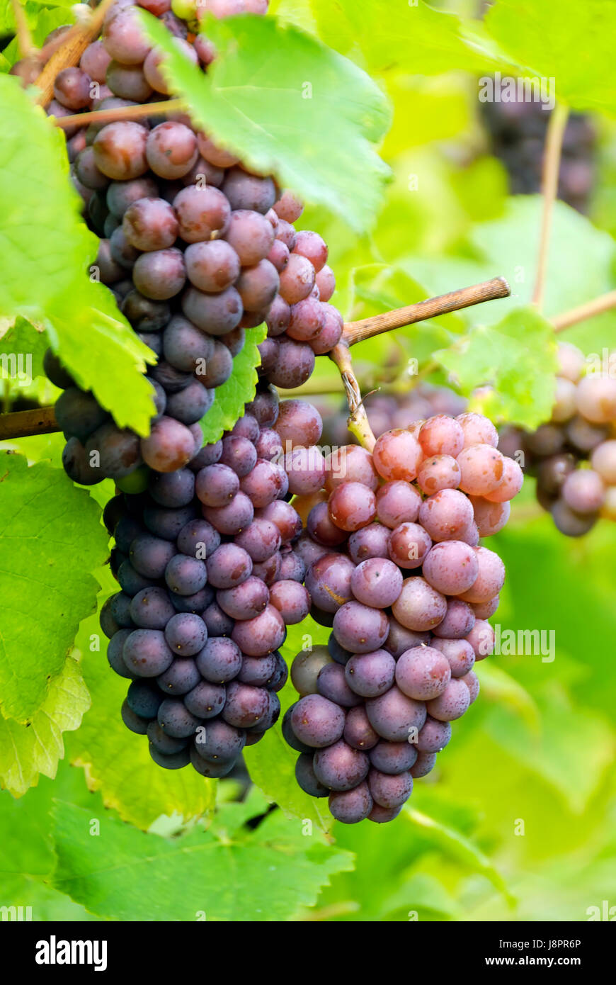 vineyard, fruit, viticulture, wineyard, raisin, vine, grape vine, grape ...