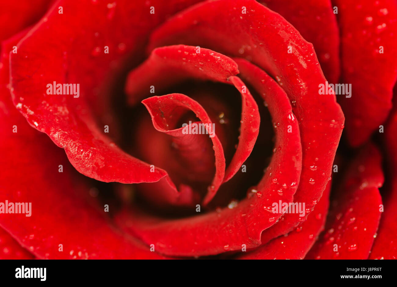 flower, plant, rose, drop, dew, petal, droplet, red, drip, drops ...