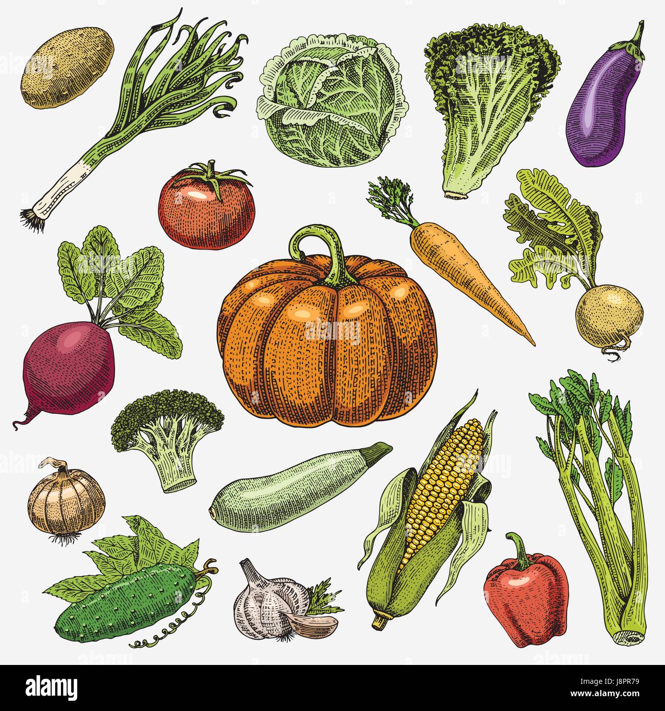 set of hand drawn, engraved vegetables, vegetarian food, plants ...
