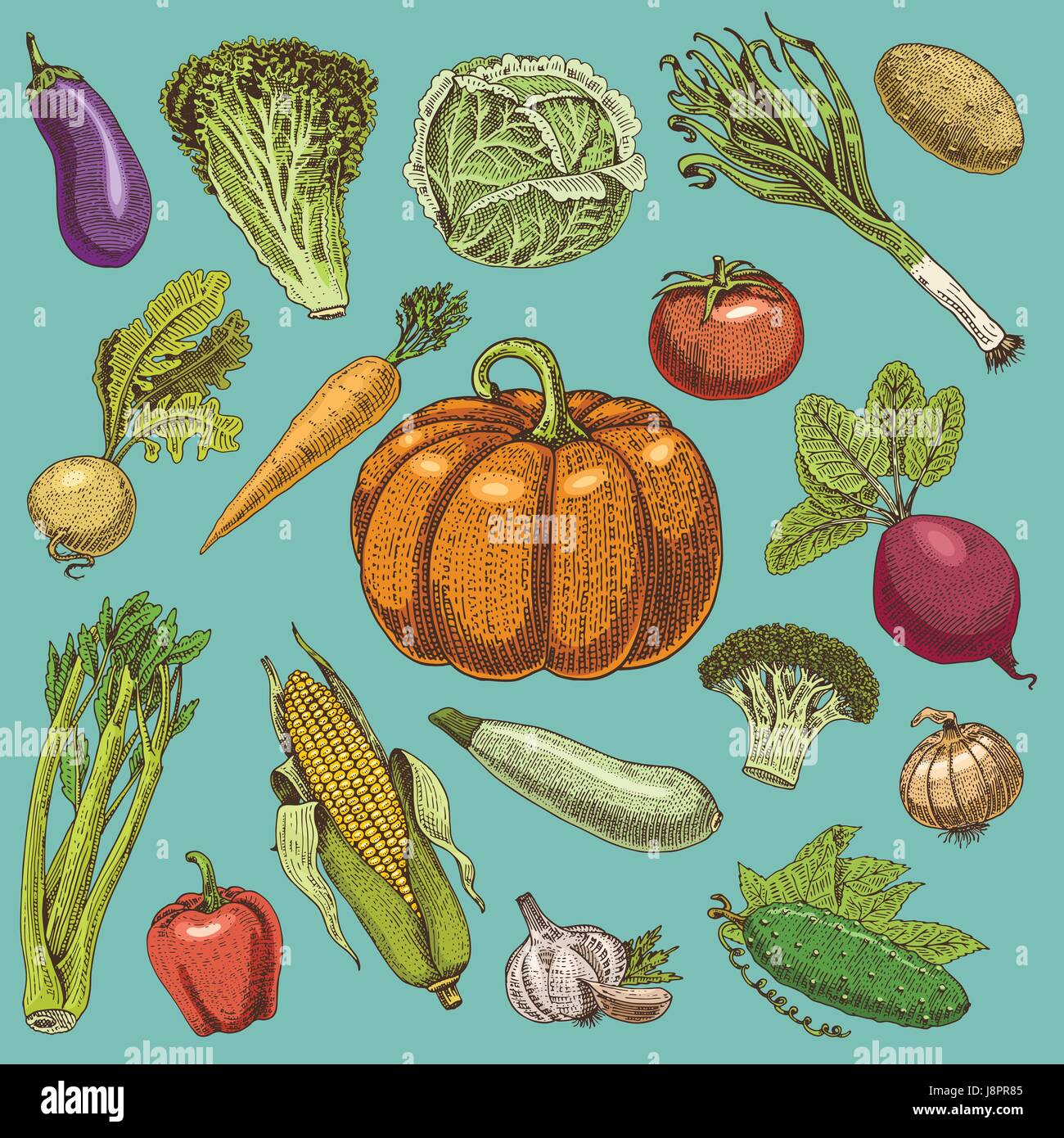 set of hand drawn, engraved vegetables, vegetarian food, plants ...