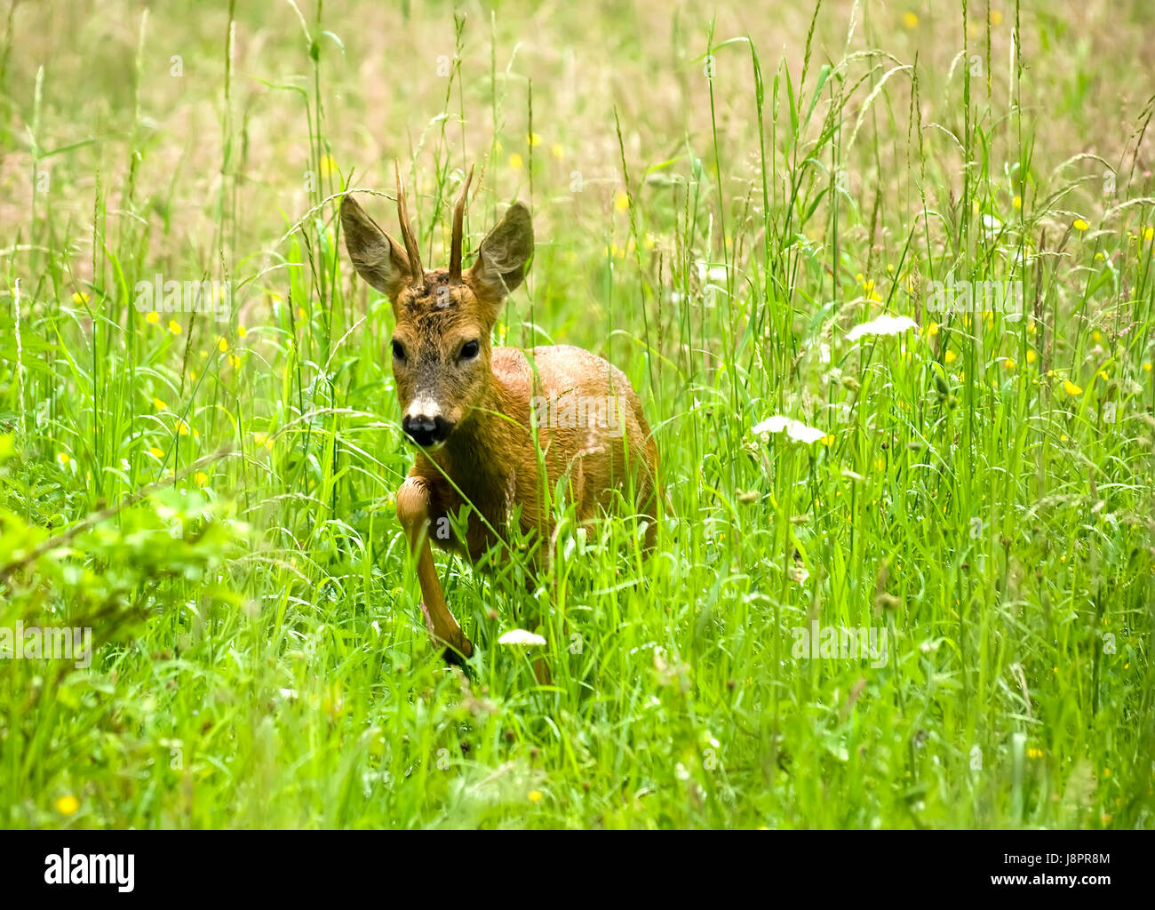 animal, fauna, wildlife, deer, faun, meadow, animal, mammal, fauna ...
