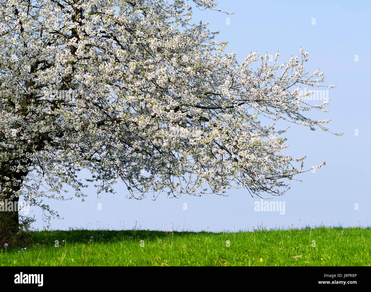 tree, bloom, blossom, flourish, flourishing, spring, meadow, grass, lawn Stock Photo - Alamy
