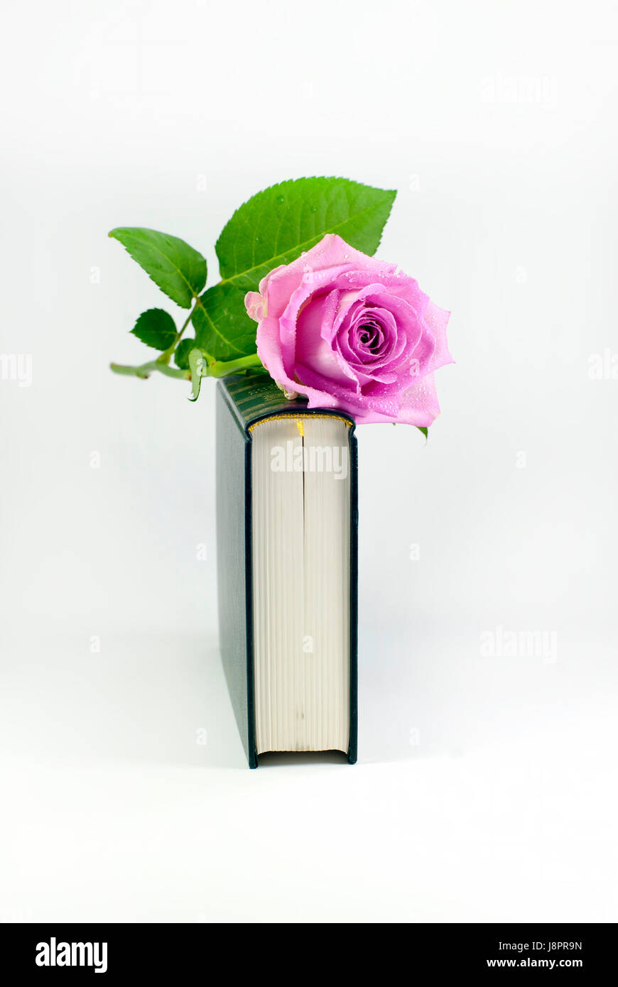 flower, plant, rose, romantic, romance, edition, pink, book, volume ...