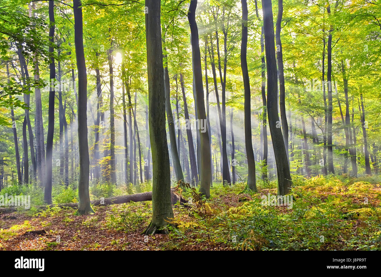 tree, wood, sunlight, ray, sunbeam, woodland, forest, tree, wood, trunk ...