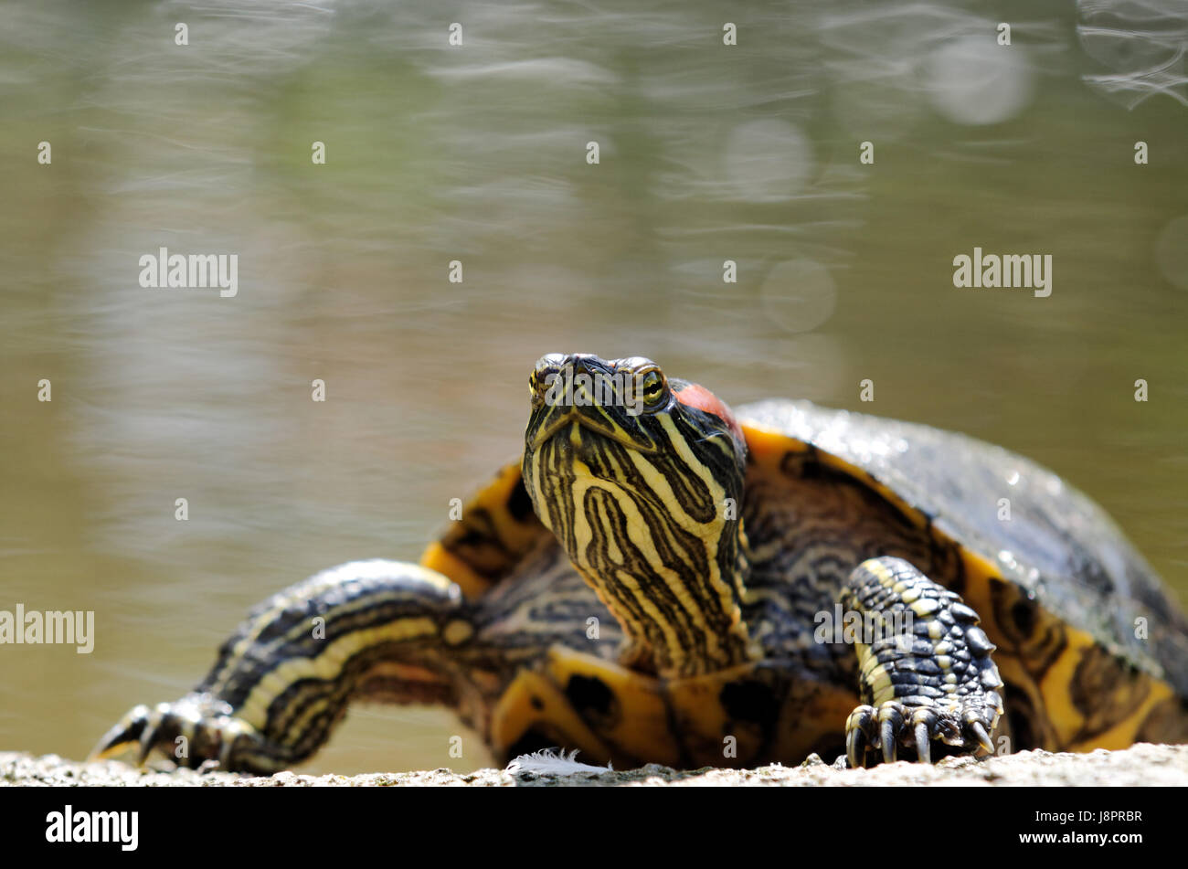 art, animal, reptile, wild, shell, turtle, water, nature, tortoise, art ...