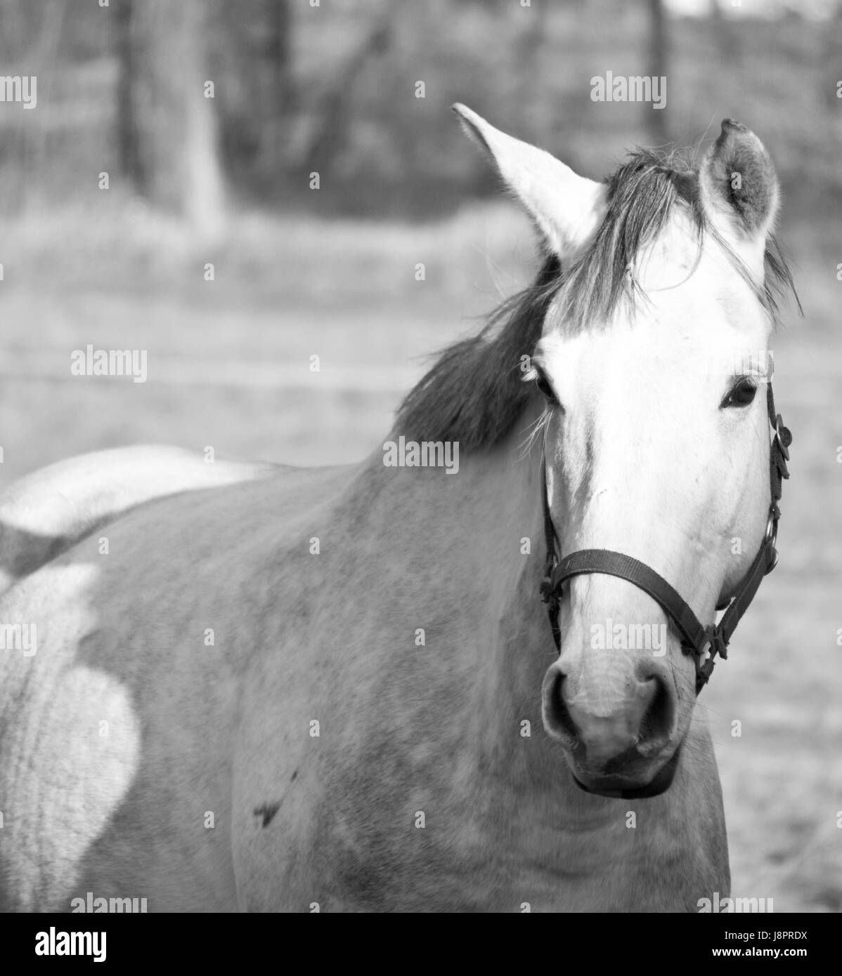 horse on the catwalk Stock Photo - Alamy