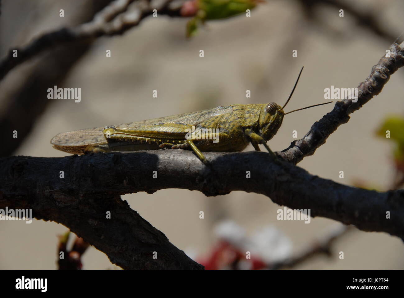 tree, grasshopper, blue, tree, spain, branch, grasshopper, locusts ...