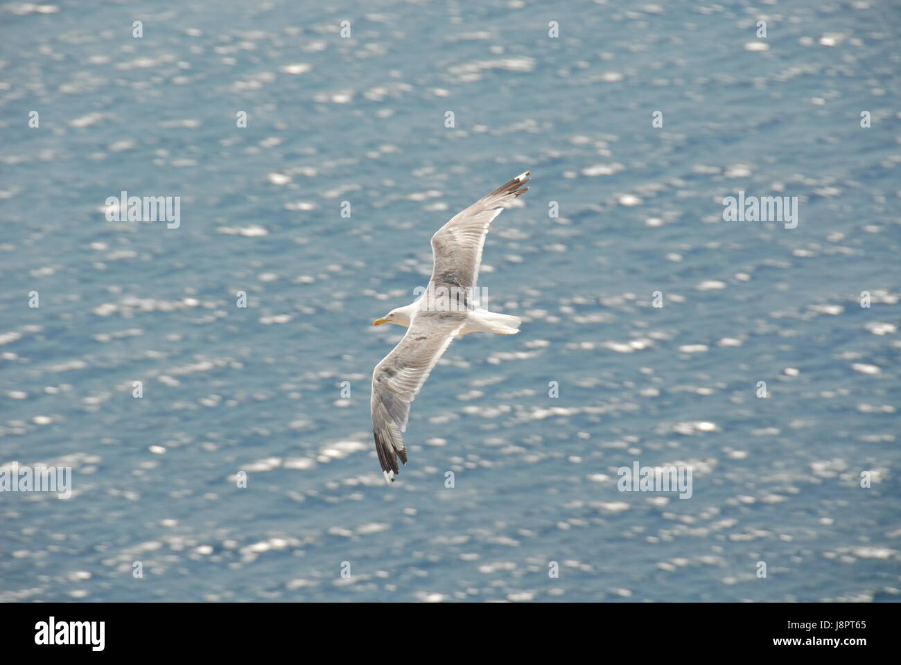 spain, water, mediterranean, salt water, sea, ocean, wing, fly, flies ...