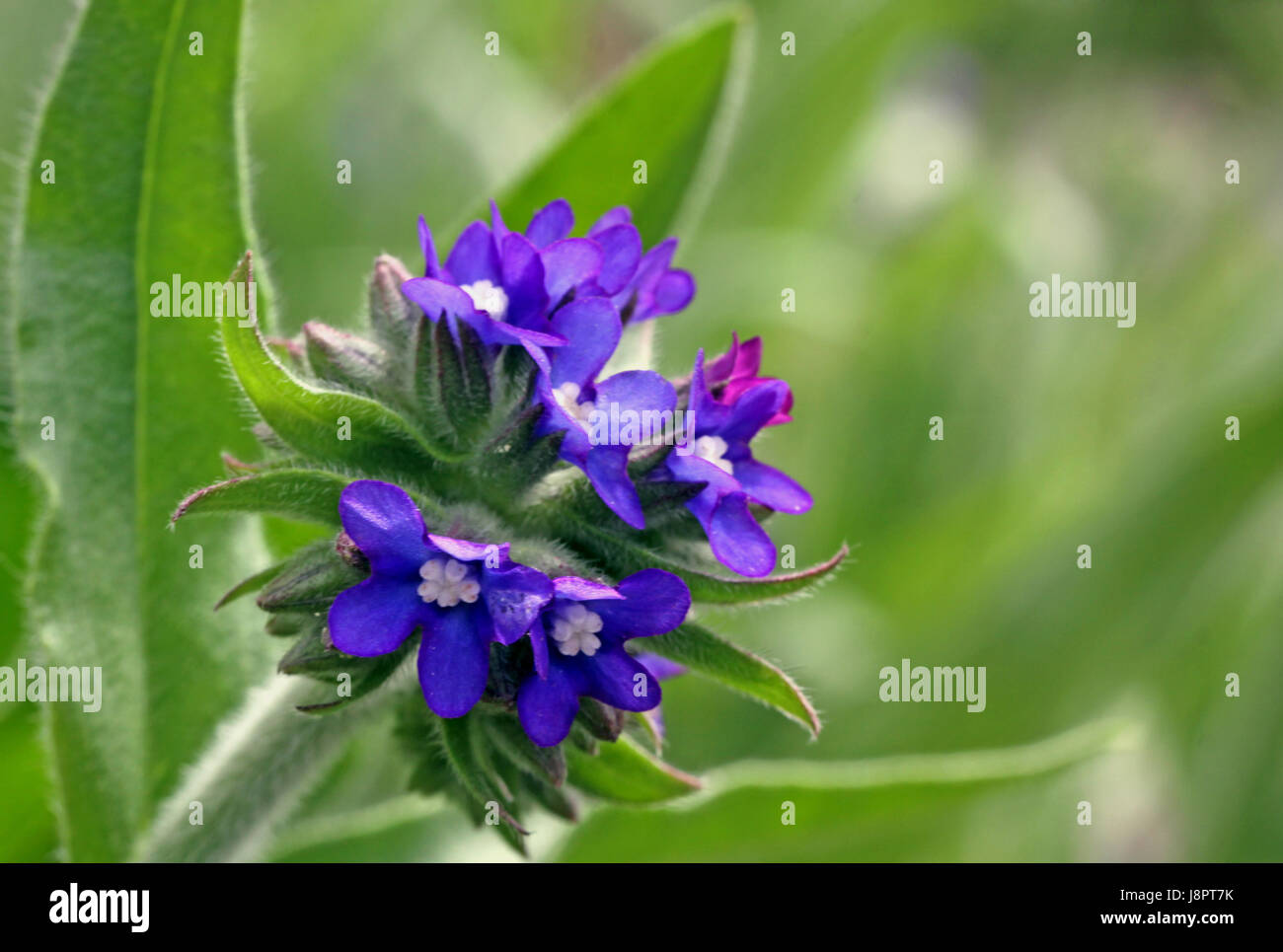blue, blue, flora, botany, blossoms, bleed, medicinal plant, anchusa ...
