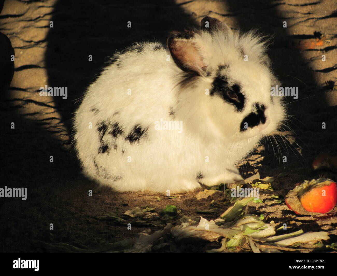 animal, animals, rodent, rabbit, hare, gnawers, hares, rabbits, bunny ...