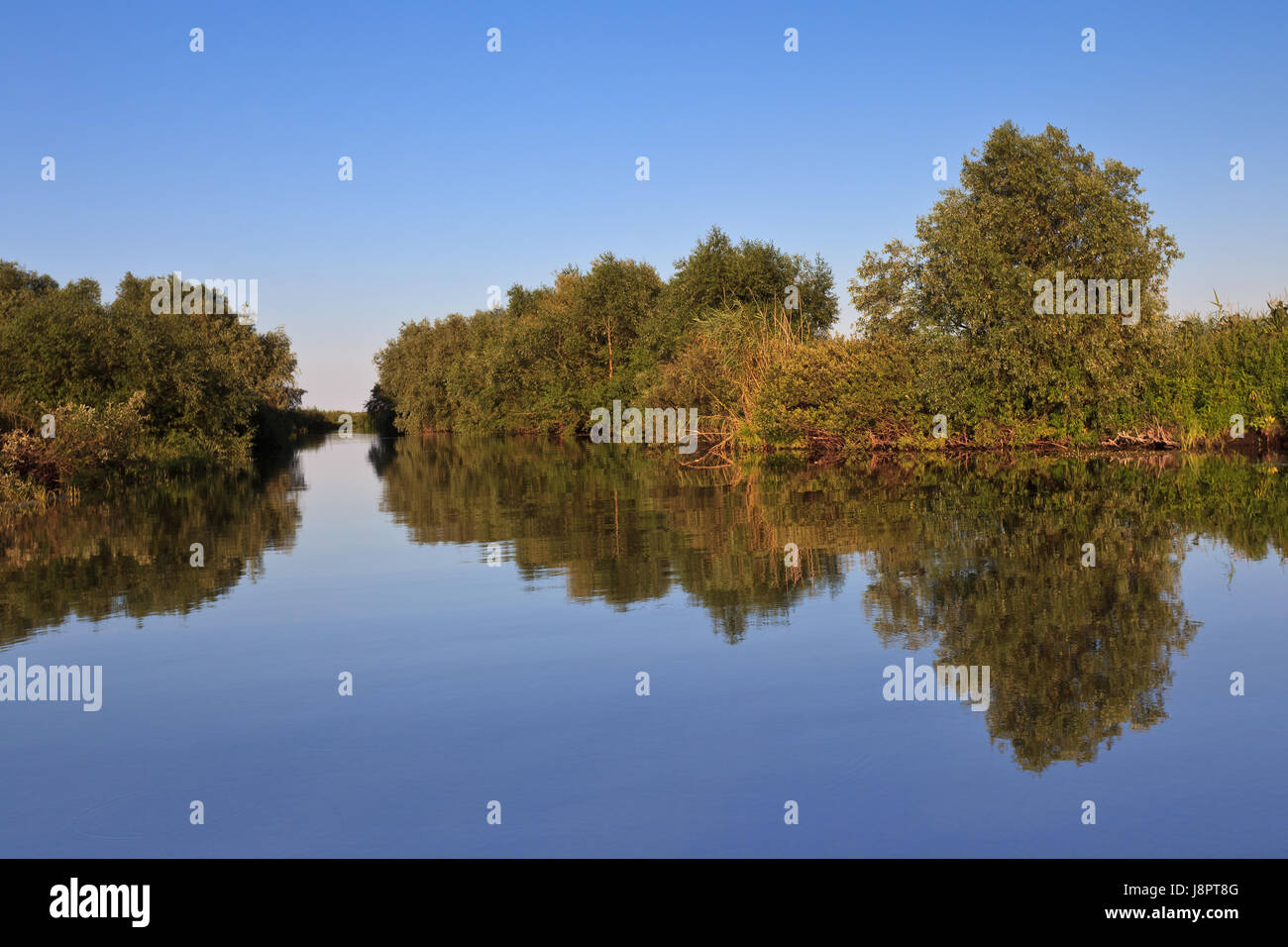 blue, beautiful, beauteously, nice, travel, tree, trees, reflection ...