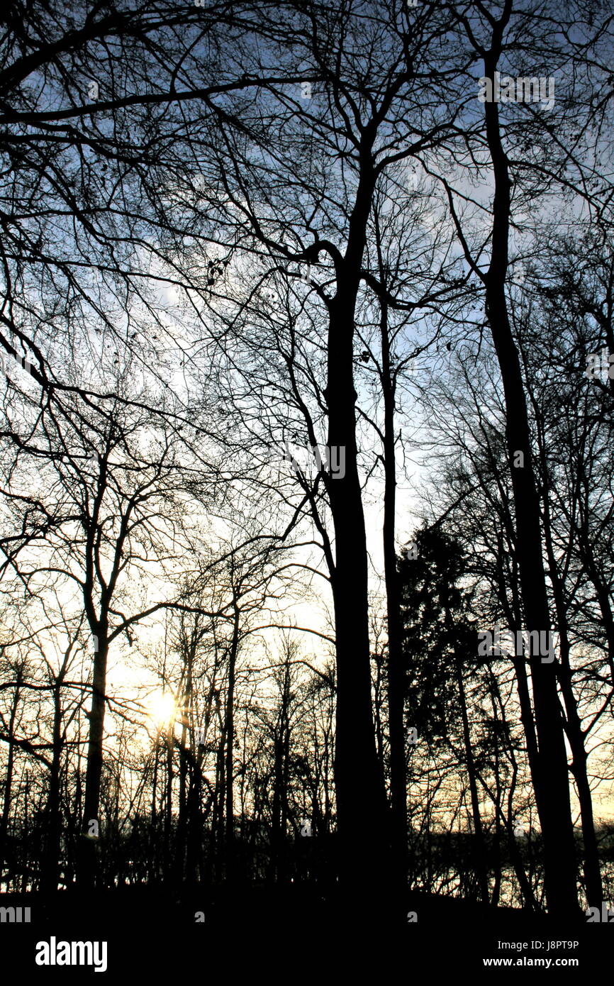 blue, tree, trees, plant, flora, firmament, sky, scenery, countryside ...