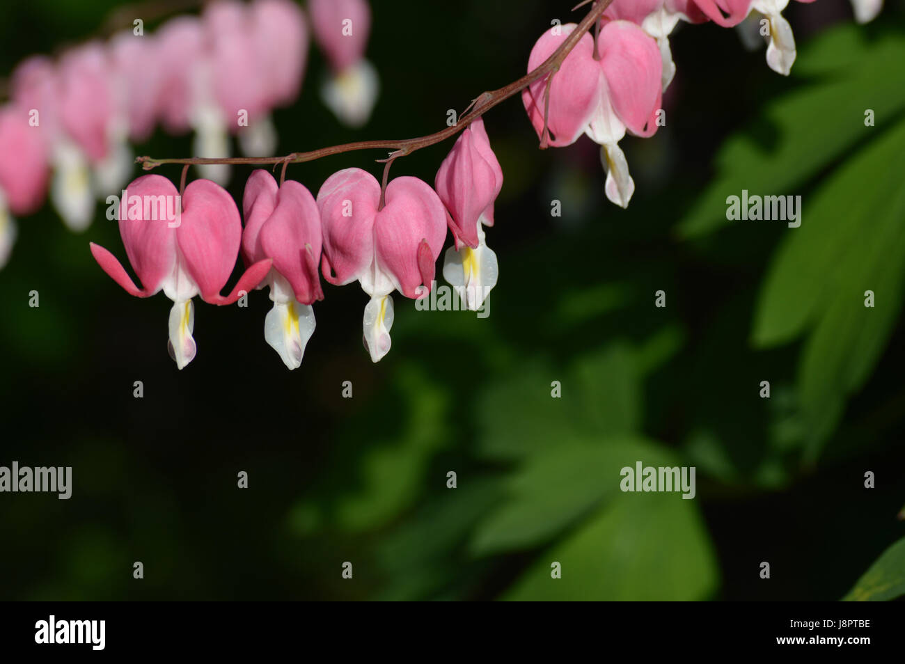 Bleeding heart flowers Stock Photo - Alamy
